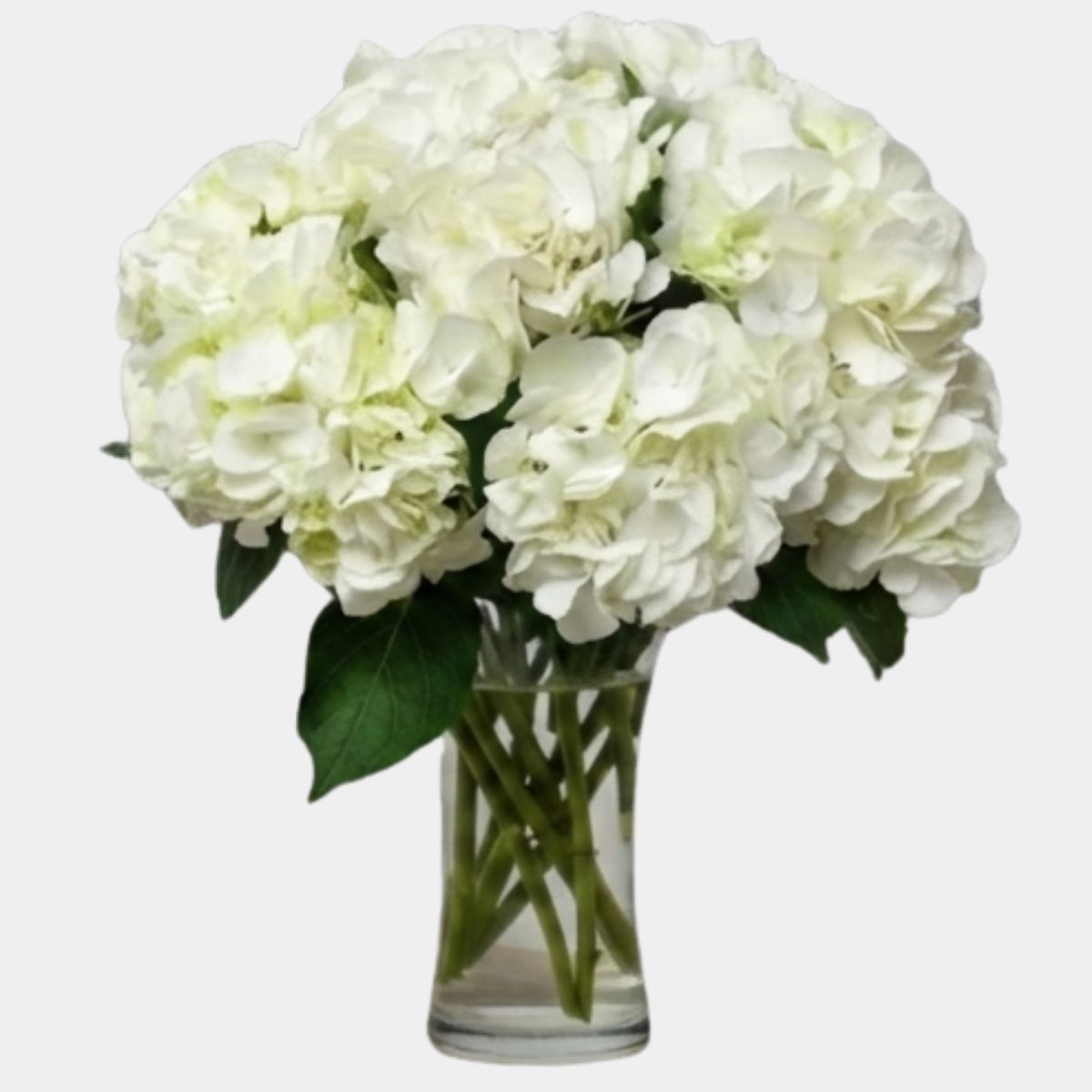 Premium White Hydrangea 10 Stems in Clear Vase | FloraKuwait
